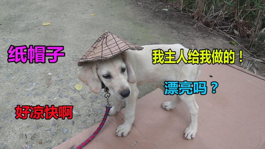 纯手工给狗狗做了一顶帽子,材料选择废弃纸箱,样子还真挺精致啊