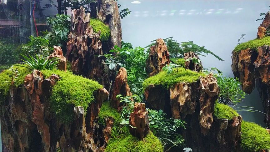 松皮石造景。1.2米。雨林缸做的。