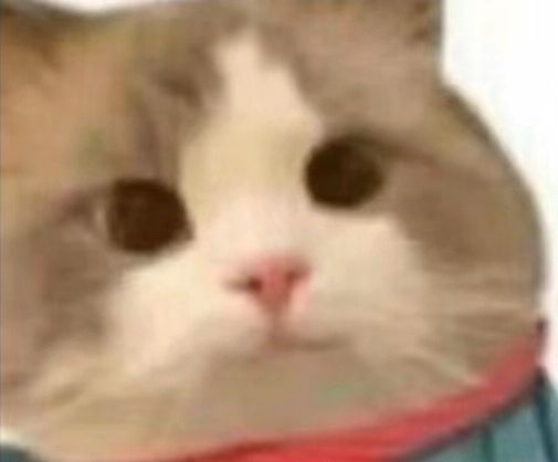 小猫咪我吃吃吃 