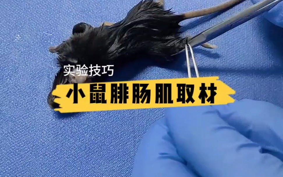 小鼠腓肠肌取材,专业操作,请勿模仿