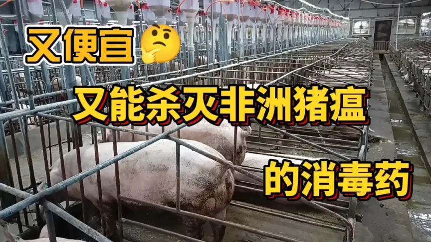 “二氯异氰尿酸钠”消毒粉上市,防控非洲猪瘟的主流产品!