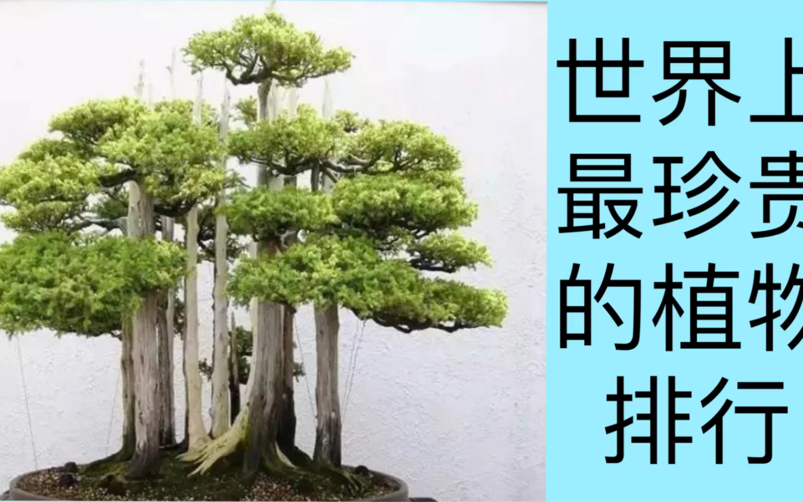 世界上最珍贵的植物排行榜