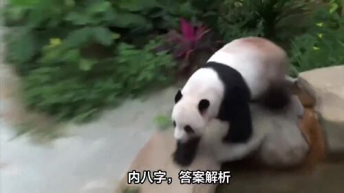 小鸡宝宝考考你:大熊猫走路的姿势通常是什么?