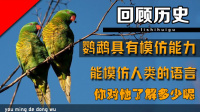  鹦鹉具有模仿能力,能模仿人类的语言,你对他了解多少呢