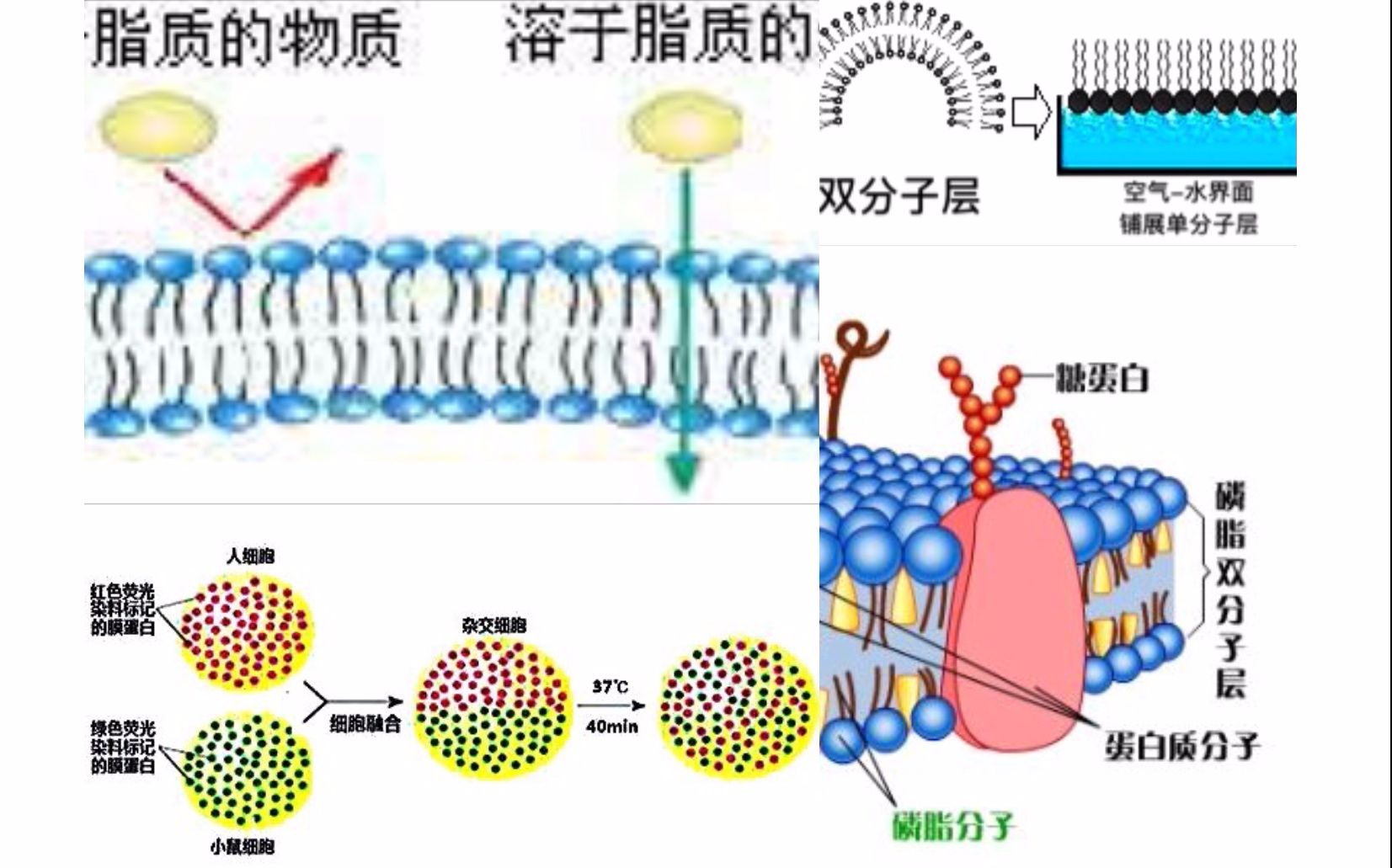 【高中生物】生物膜结构探索历程