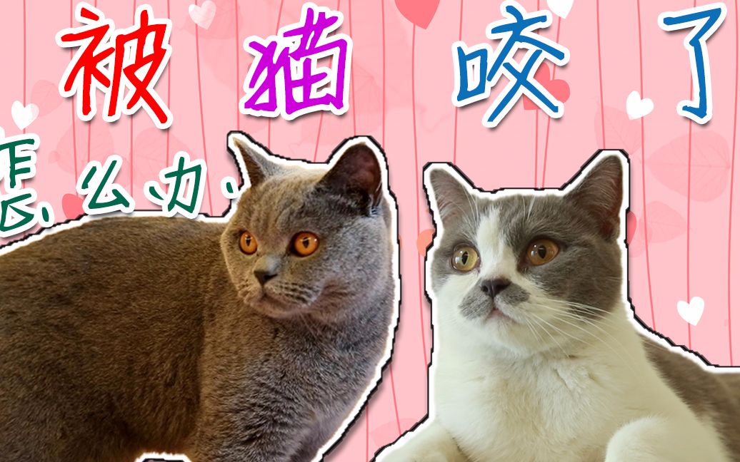 【小武喵记】被猫咬了到底用不用打狂犬疫苗?不打会突然死掉吗?