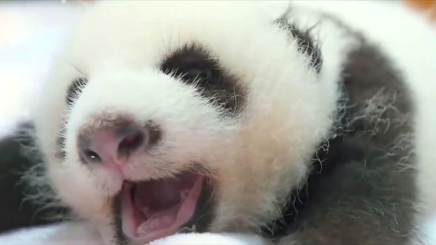 可爱熊猫宝宝的成长历程