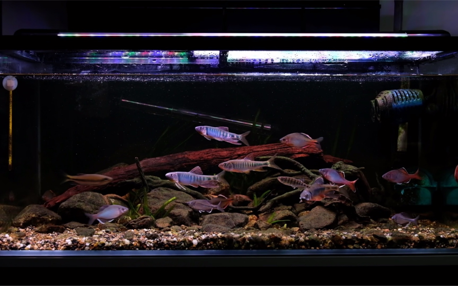 终于还是忍不住改了造景,黄水还带一点南美缸的感觉