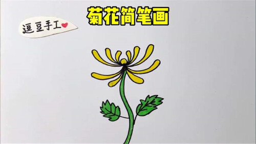 菊花怎么画?用5个括号画出简单的菊花简笔画