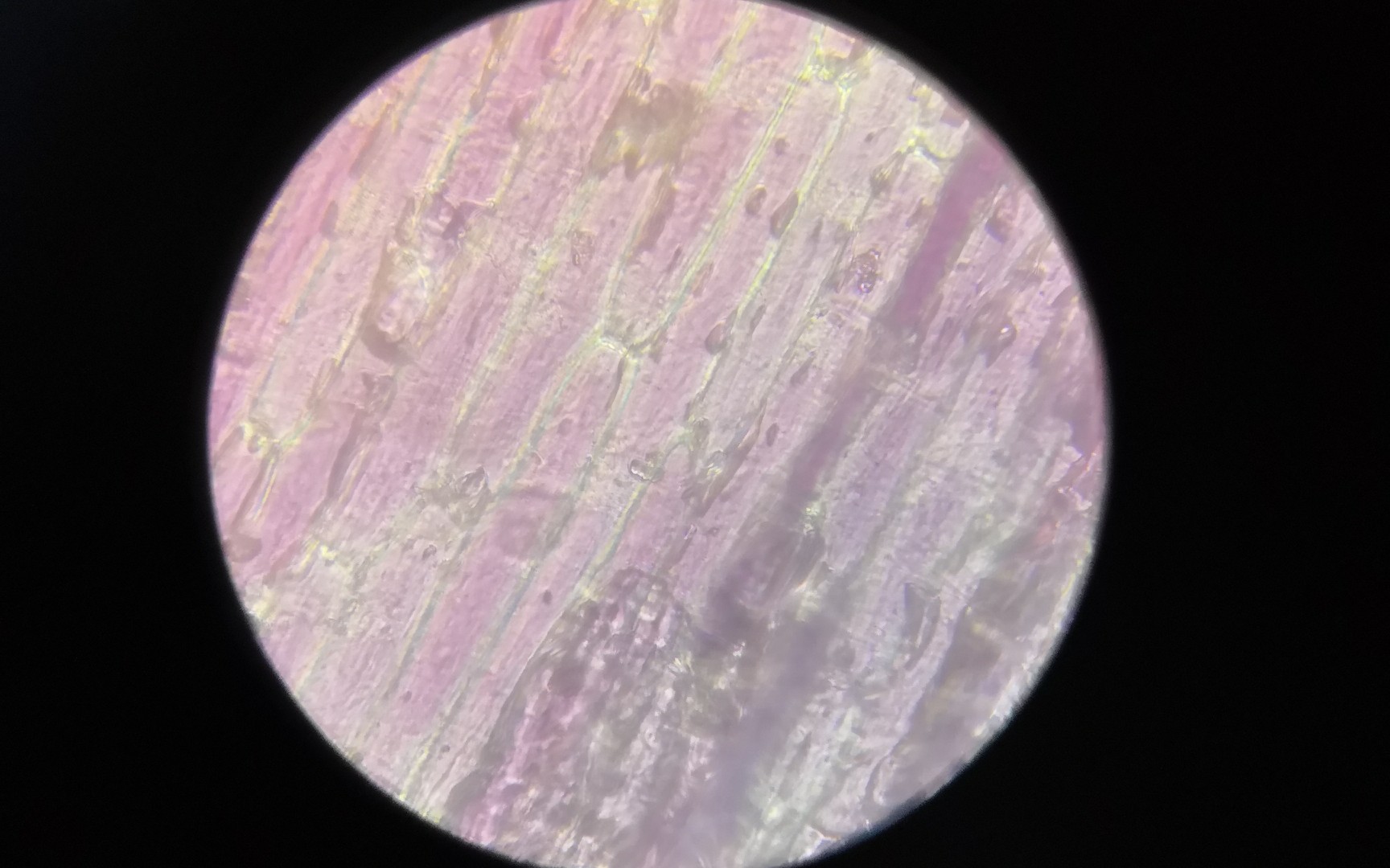 课上用光学显微镜观察洋葱表皮质壁分离