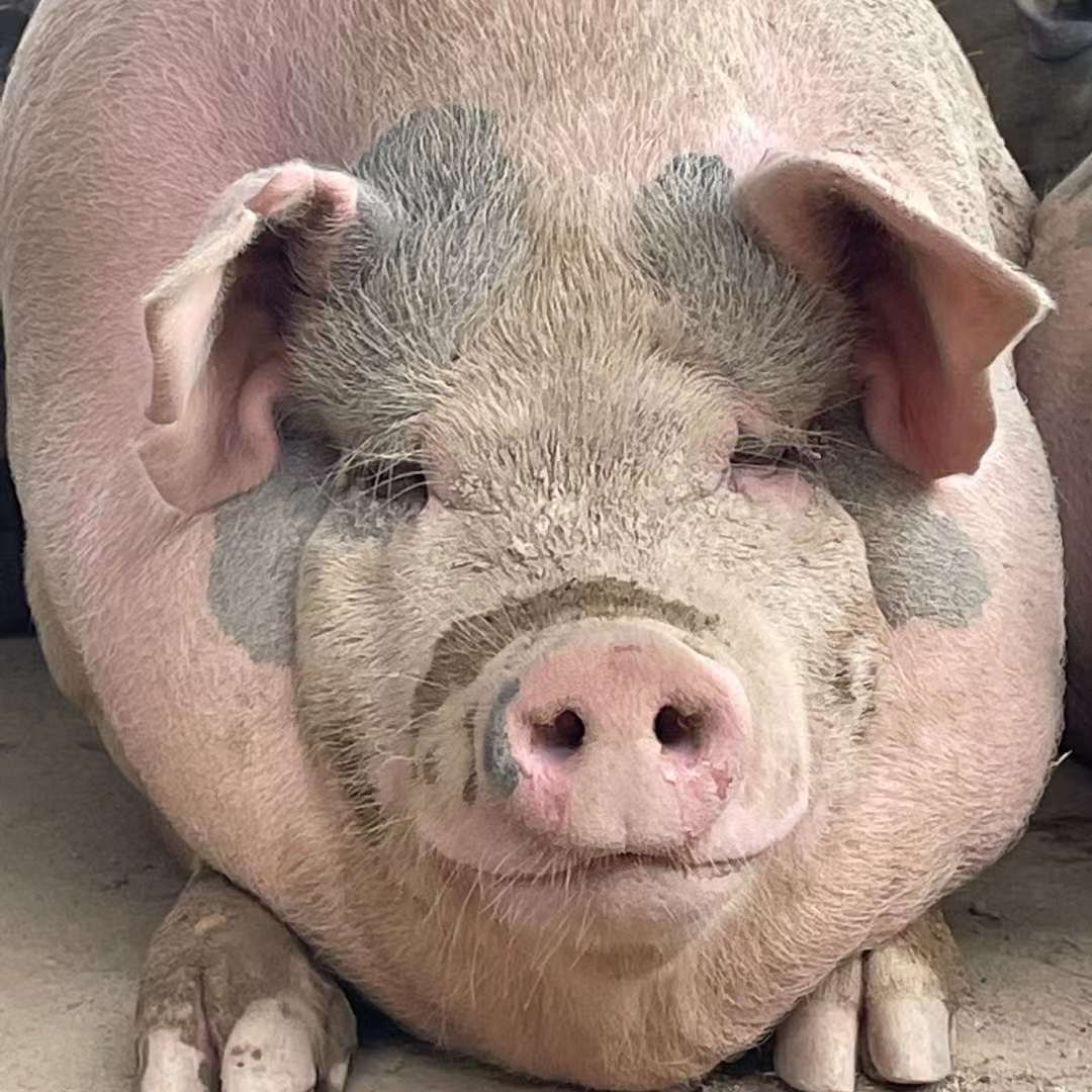 压寨女友叶皮皮 