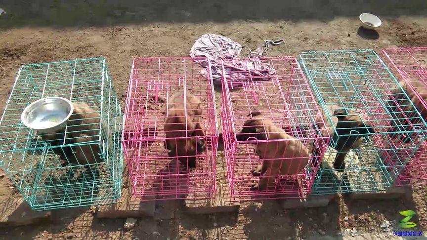 由于冠状病毒原因,农村小伙闭门不出,只能在家喂喂心爱的狗狗了