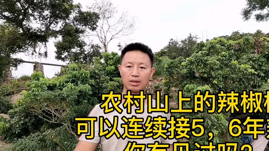 农村山上的辣椒树,种一次可结果5,6年,你有见过吗?