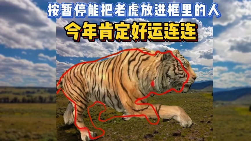 按暂停就能把老虎放进框里,看看你是不是那个好运的人