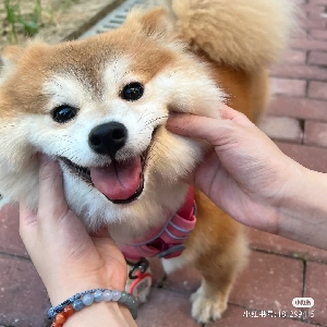 胖胖的鹰PPT 
