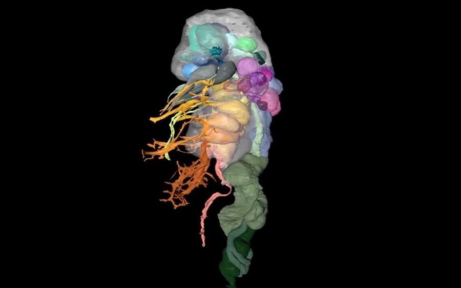 褐飞虱神经系统三维体积模型