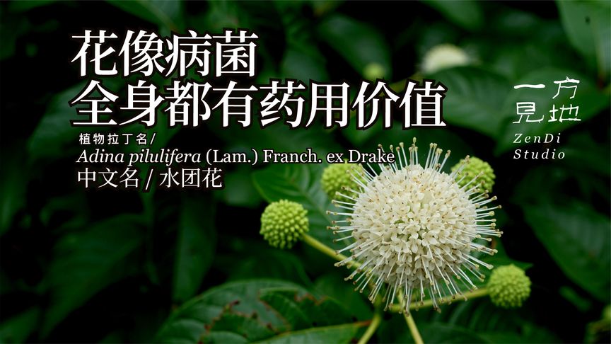 花像病菌,全身都有药用价值