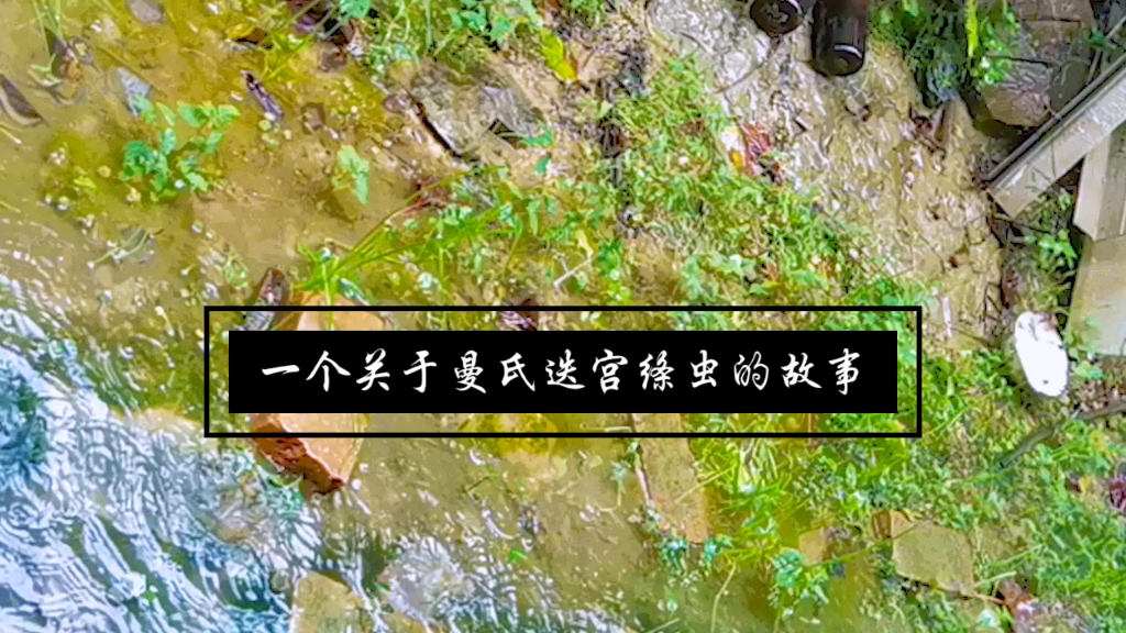 我救了天下苍生,也要让一方生灵涂炭,以泄心中之恨(曼氏迭宫绦虫的...