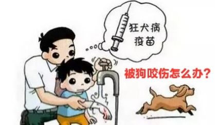 小朋友户外玩耍,被狗咬伤怎么办,3个急救措施值得注意!