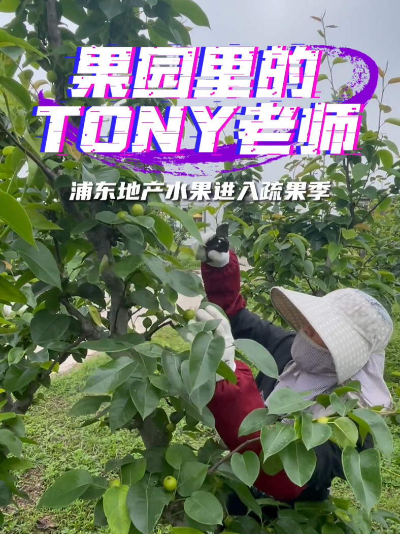 最近果园里最忙的,可能就是这些"TONY老师"了!