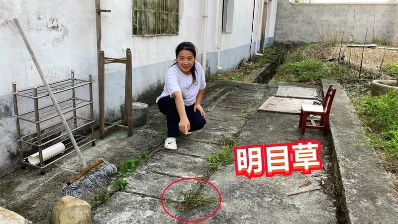 农村常见的叶下珠,原来就是大名鼎鼎的"明目草",一起来了解下
