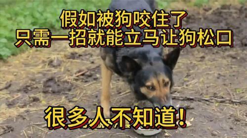 假如被狗咬住了,只需一招就能立马让狗松口,很多人不知道!