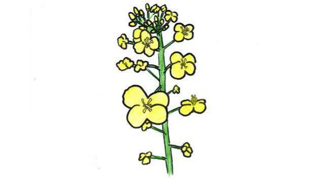 V视宝贝│油菜花简笔画这样画简单又漂亮,.