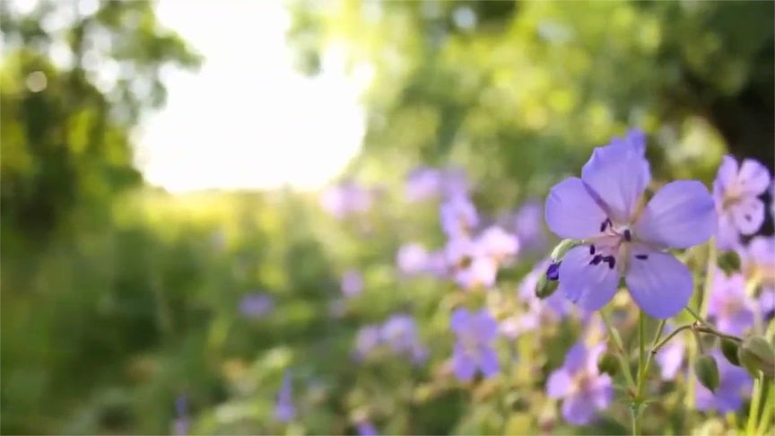 成功的秘诀,在永不改变既定的目的