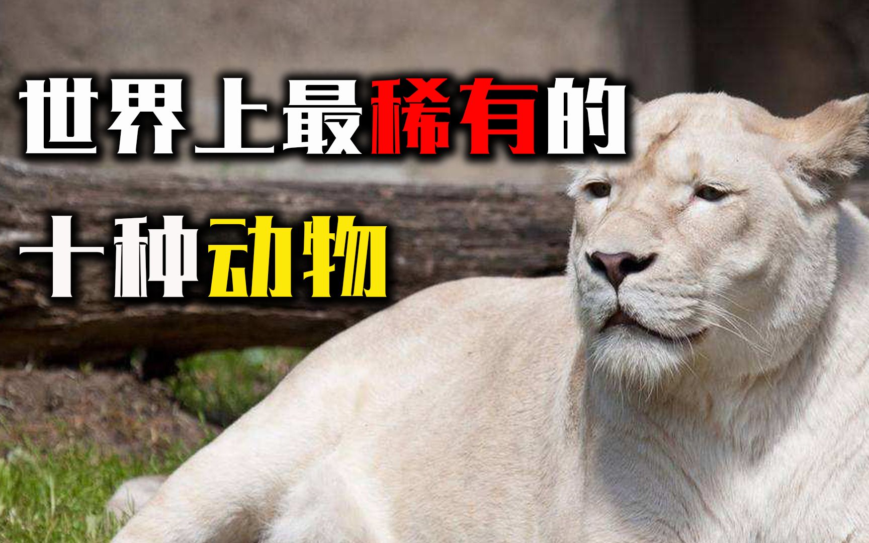 世界上最稀有的十种动物,大熊猫都排不上号,都处在灭绝的边缘