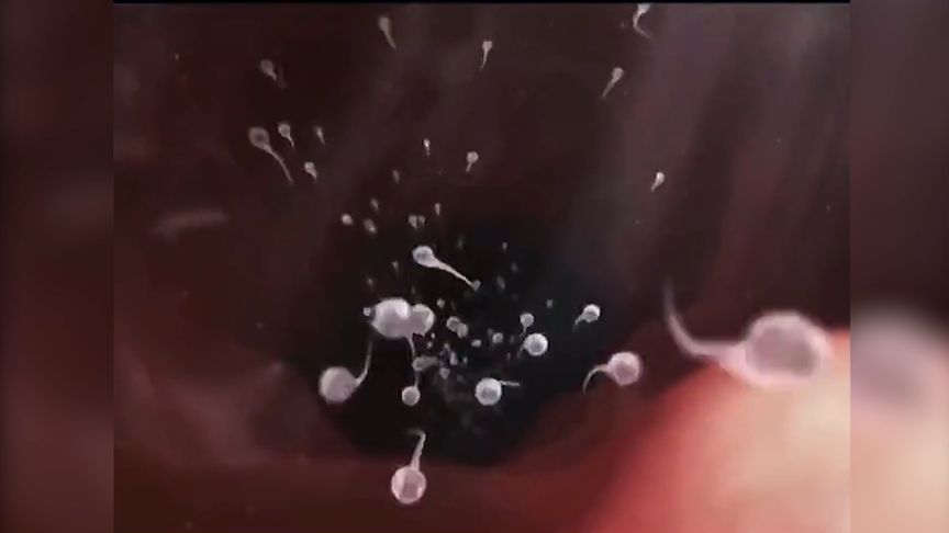 生命的诞生!伴随着惊险的热血时刻!动画科普