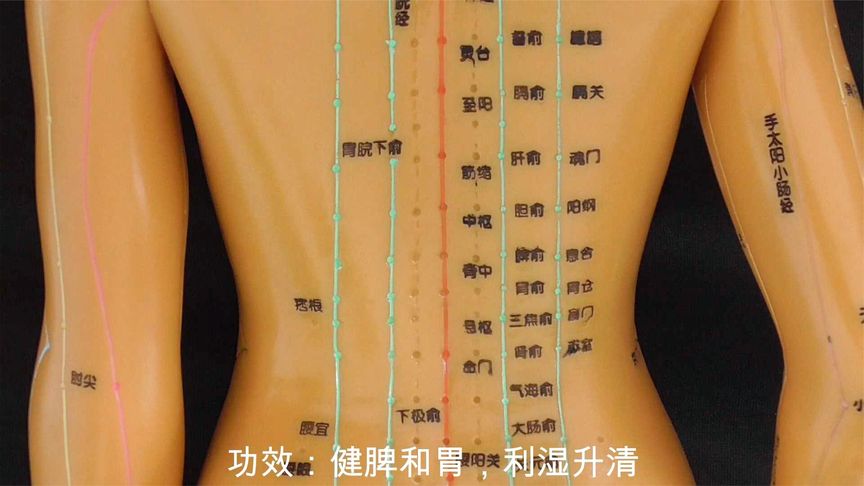 脾俞穴主治:腹胀,引胸背痛,多食身瘦,痃癖积聚,胁下满泄利