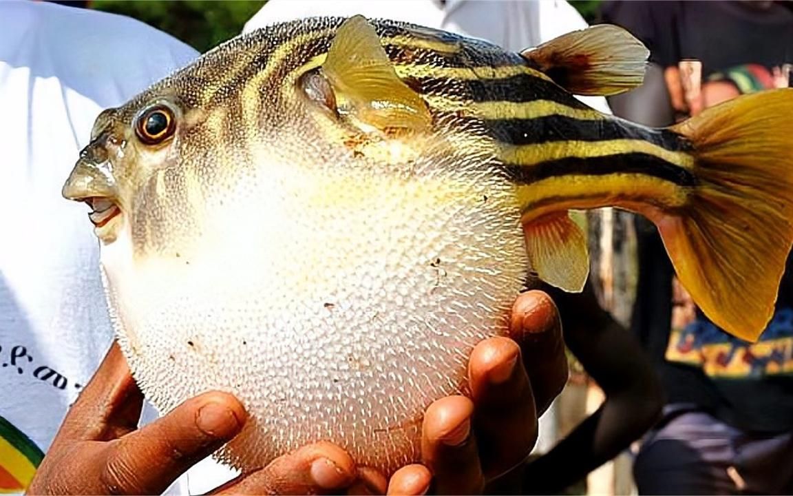 河豚膨胀的时候,用针扎一下会爆炸吗?看完令人意外