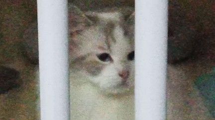 好可爱的猫!这是什么品种?谁知道吗?