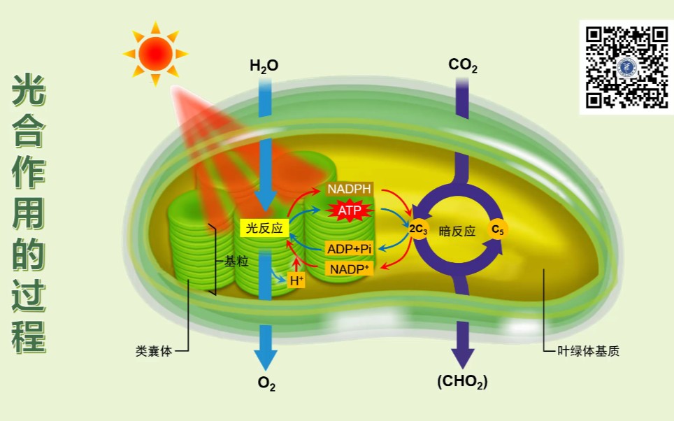 微视频《光合作用的过程》