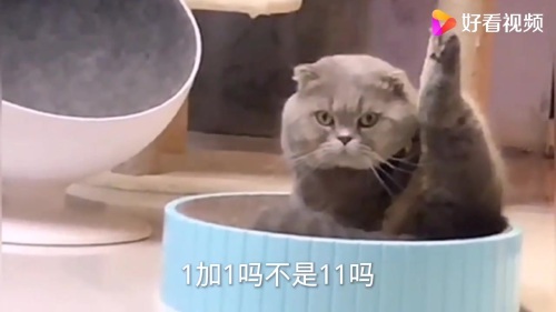 猫:老师我来回答,1加1等于11!