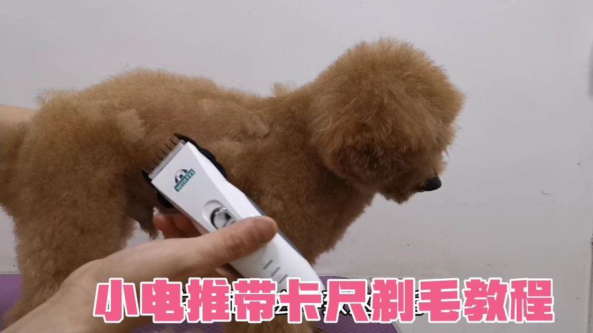 宠物美容师教你如何在家用小电推带卡尺剃毛,简单易学!