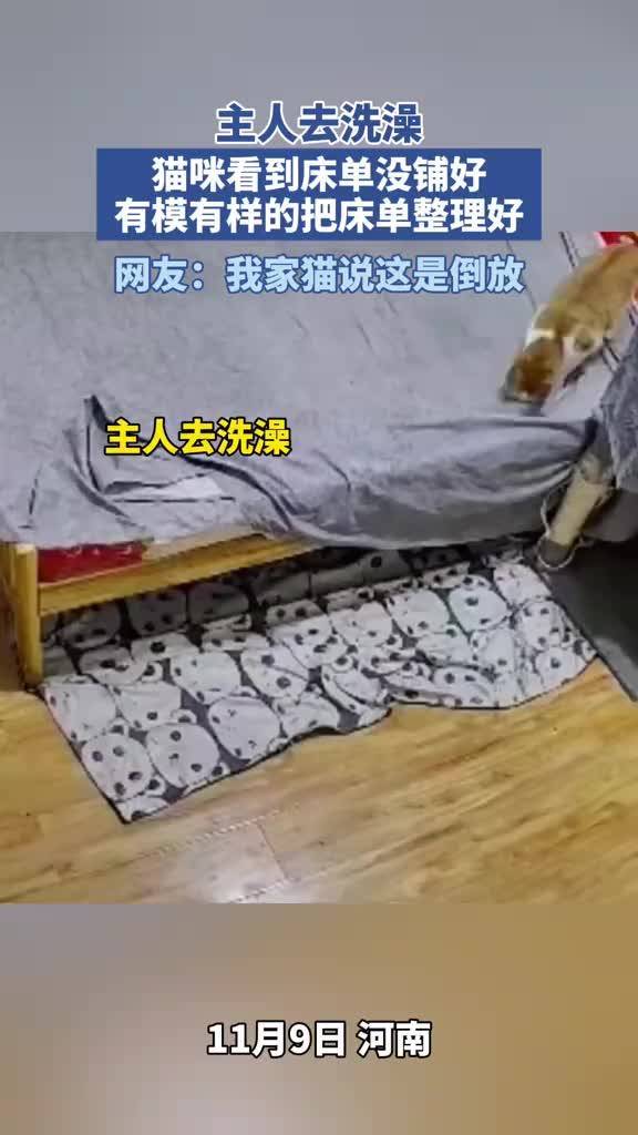 主人去洗澡,猫咪看到床单没铺好,直接动手铺床单