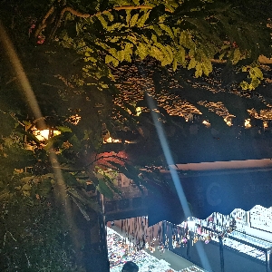文仲月 