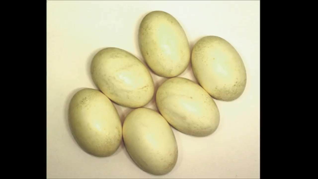 初中生物 八上 爬行动物
