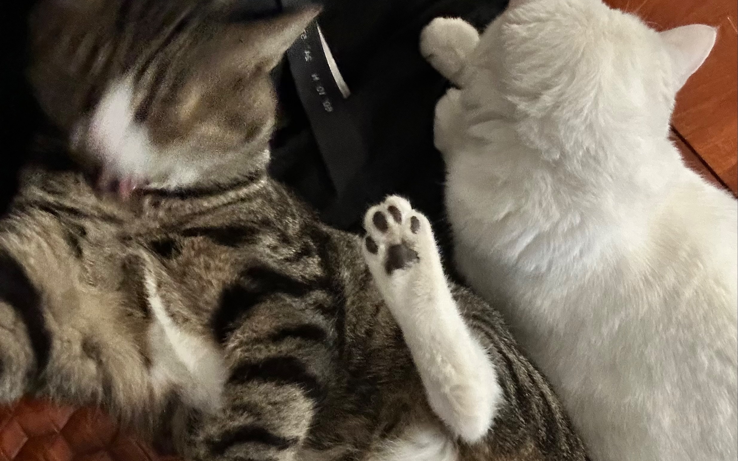 一条单纯的猫咪视频