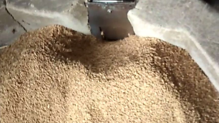 东北水稻变成大米全过程,有要的你就来,保证是新米,自己家吃的