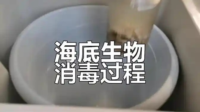 鱼缸消毒全攻略:贝壳海螺处理技巧