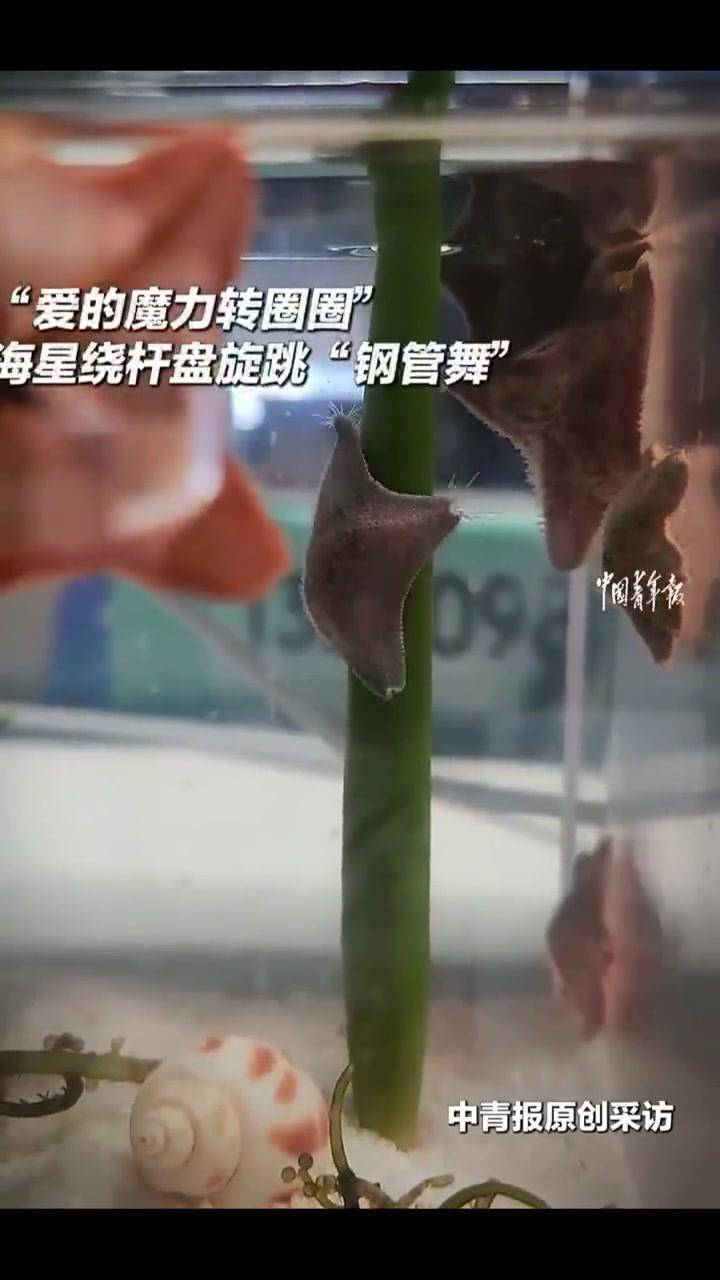 海燕海星绕杆盘旋跳起“钢管舞”