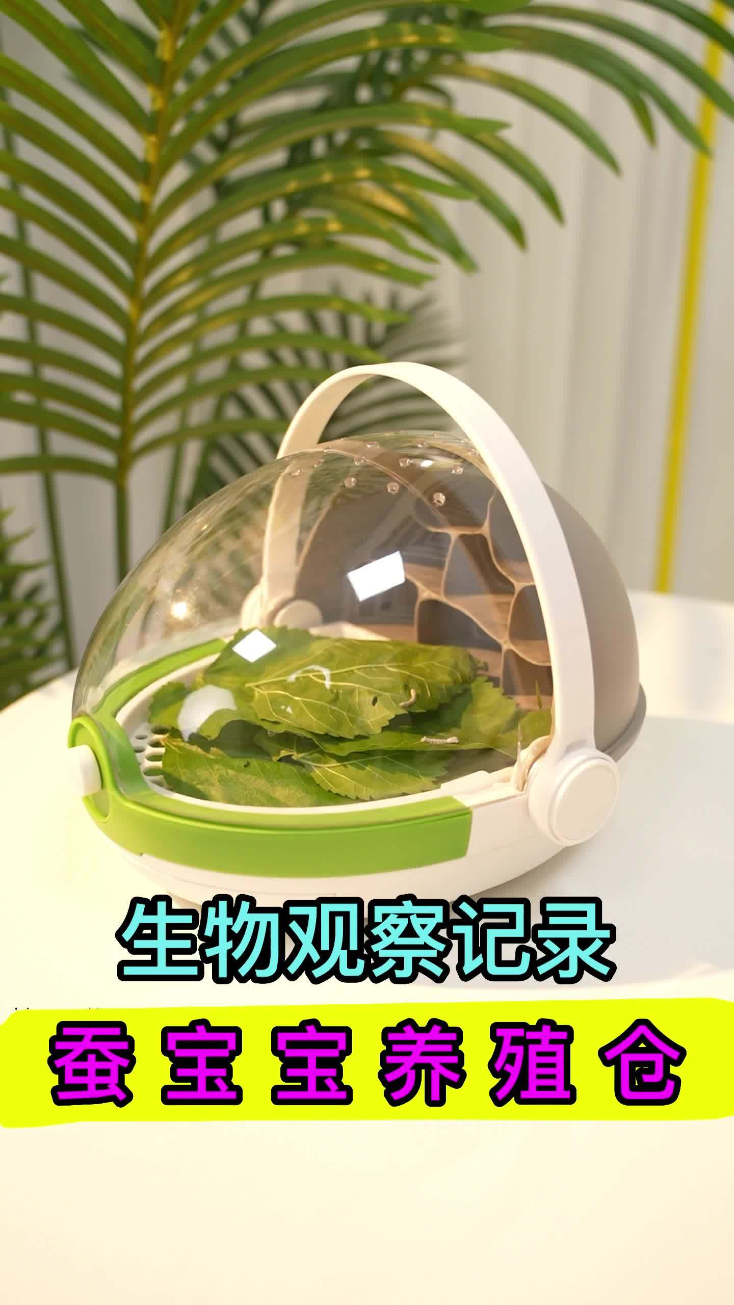 一起来养蚕宝宝吧,观察生长变化,探索自然的同时,还能让孩子更热爱生活