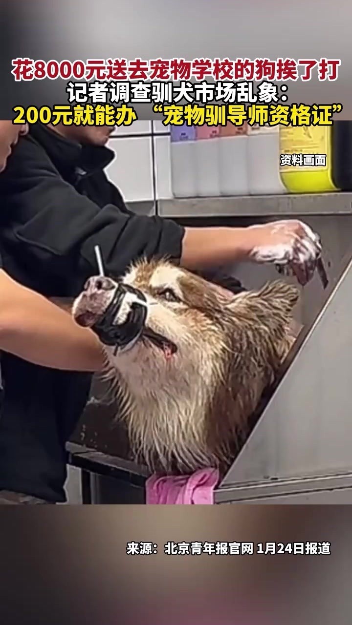 花8000元送去宠物学校的狗挨了打,记者调查驯犬市场乱象