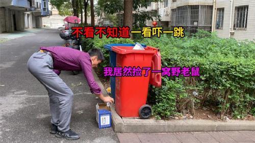 垃圾桶旁发现了个纸箱,不看不知道一看吓一跳,里面都是小老鼠