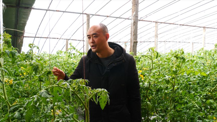 为啥你种的番茄只开花,缺坐不住果?原来是没用这,农民快学学