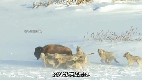 事证明方向不对一切白费神奇的北极熊