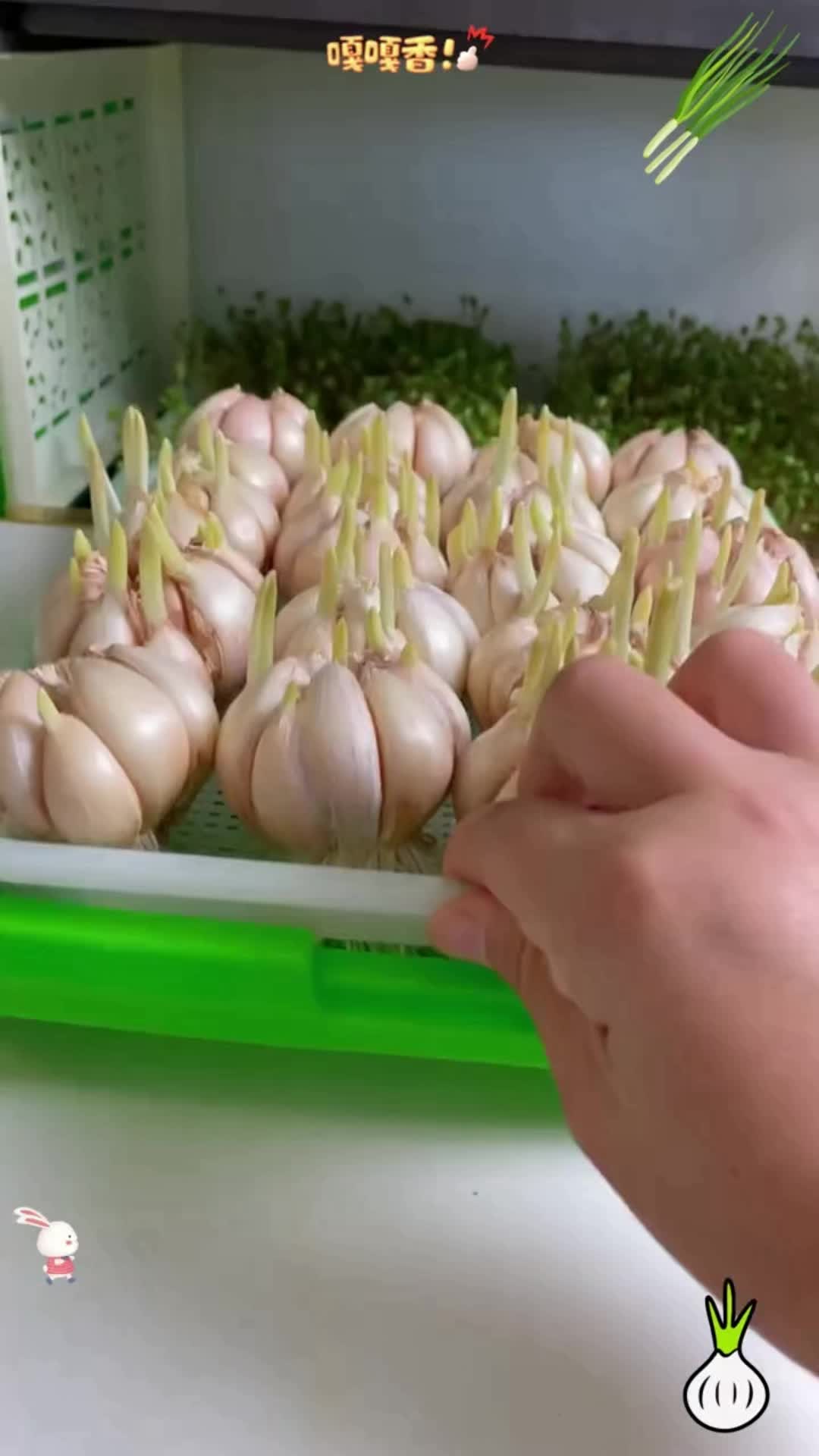 #种植小技巧 #在家种菜 #阳台种菜 #水培蔬菜 #种蒜苗