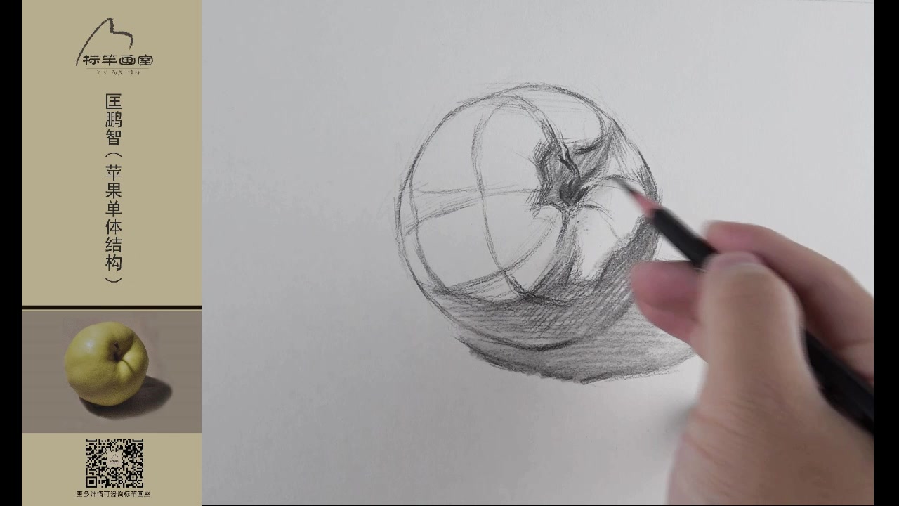 素描静物入门,苹果侧面结构示范